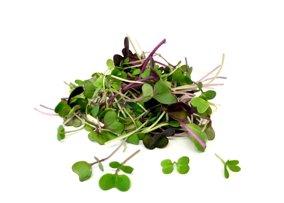 Micro-pousses - Le Paysan Urbain