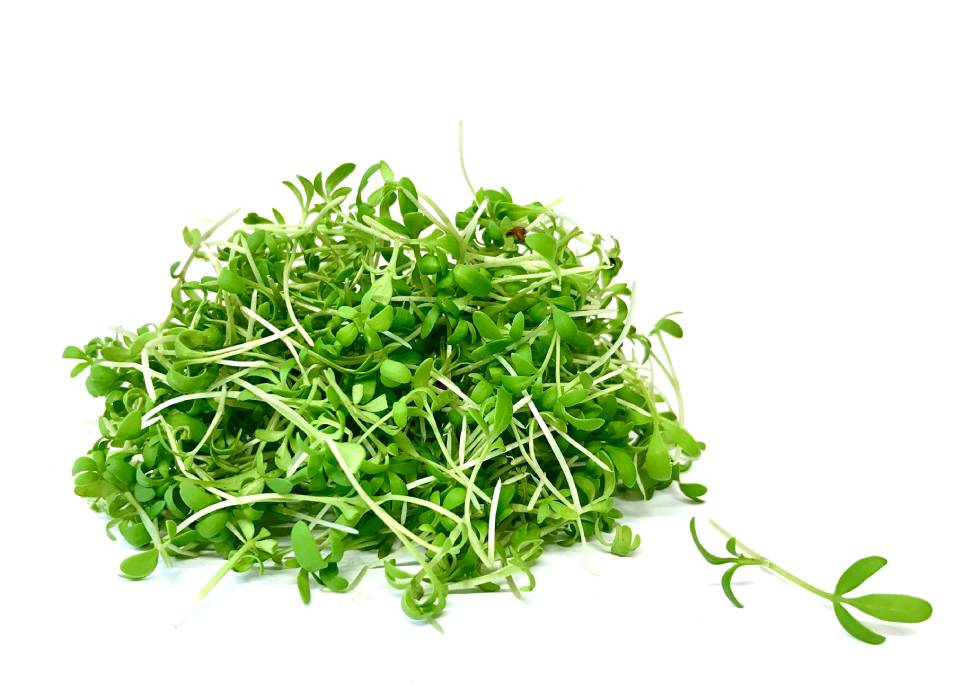 Micro-pousses - Le Paysan Urbain